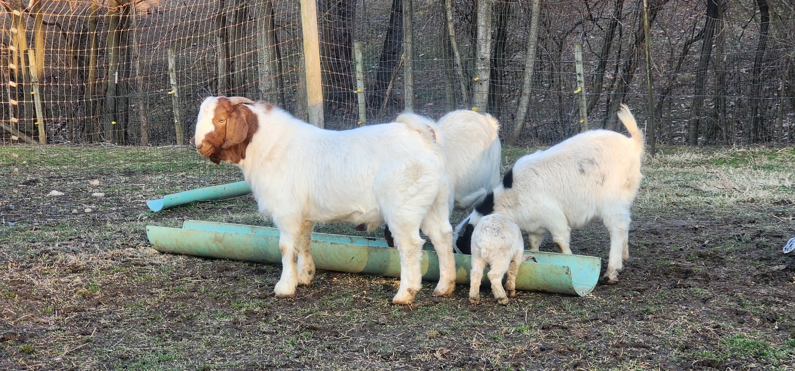 Boer Goat Farm - HansenBoerGoats
